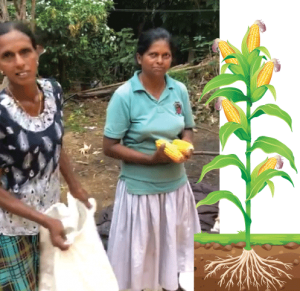 AgStar PLC