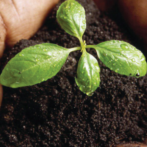 CropCare – AgStar PLC